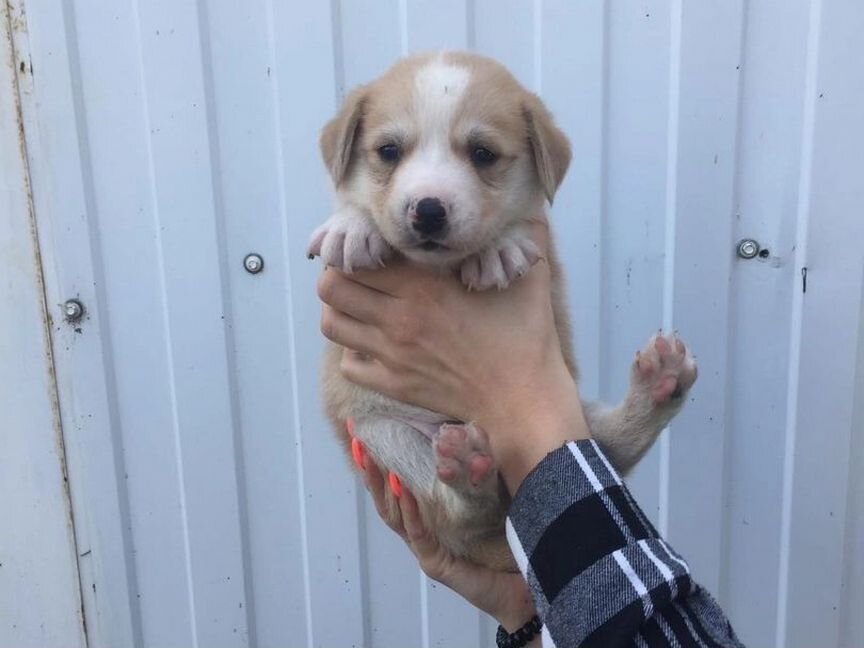 Самые обычные и преданные щенки-друзья