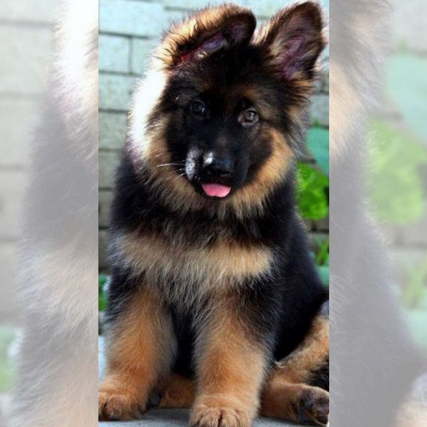 Супер щенки немецких овчарок