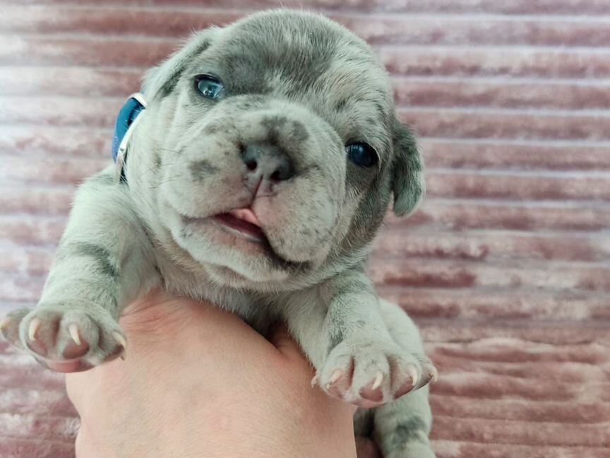 Французский бульдог щенок мальчик