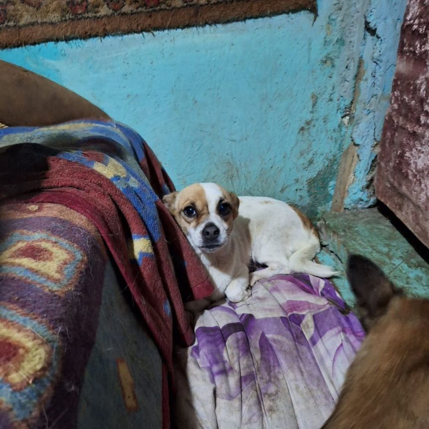 Мелкая собачка