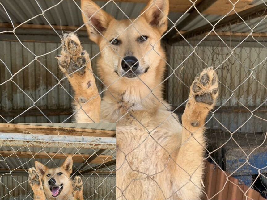 Собака в добрые руки