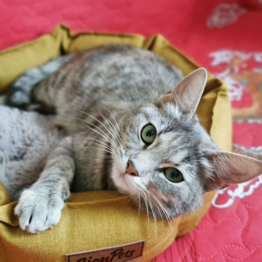 Нежная кошечка Пуша ищет дом