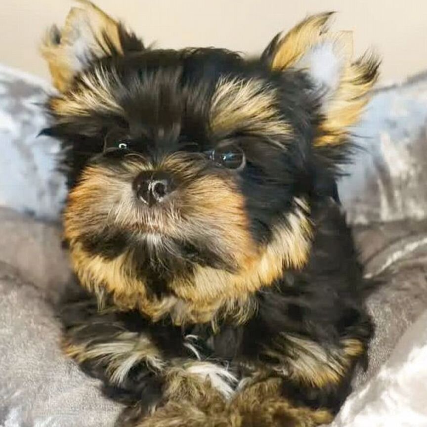 Йоркширский терьер, девочки