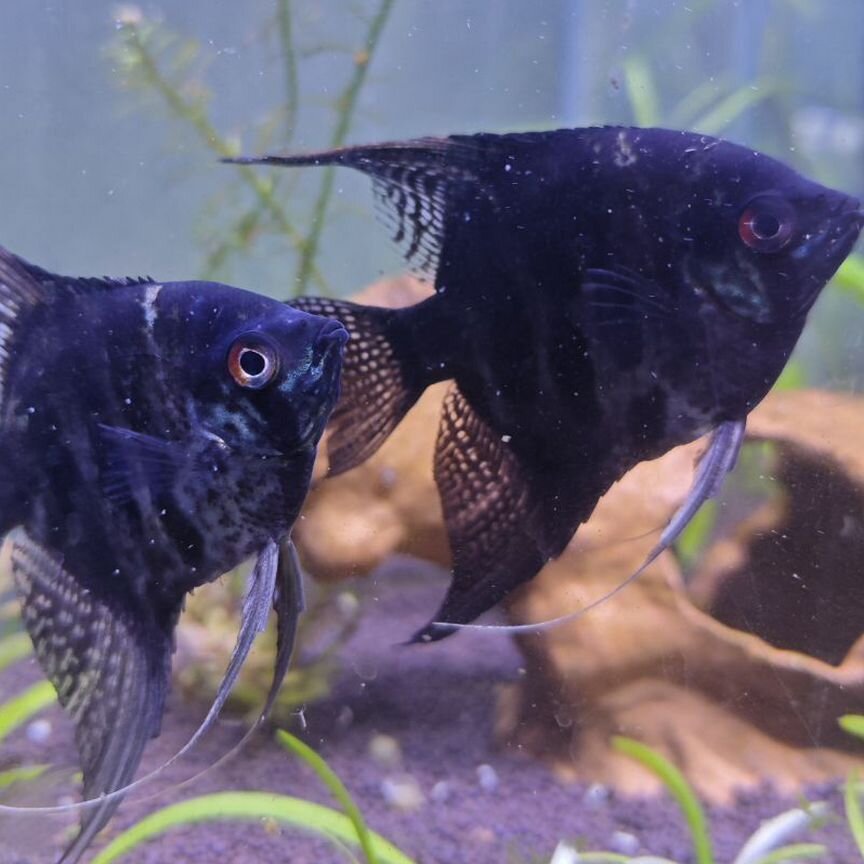 Скалярия пара