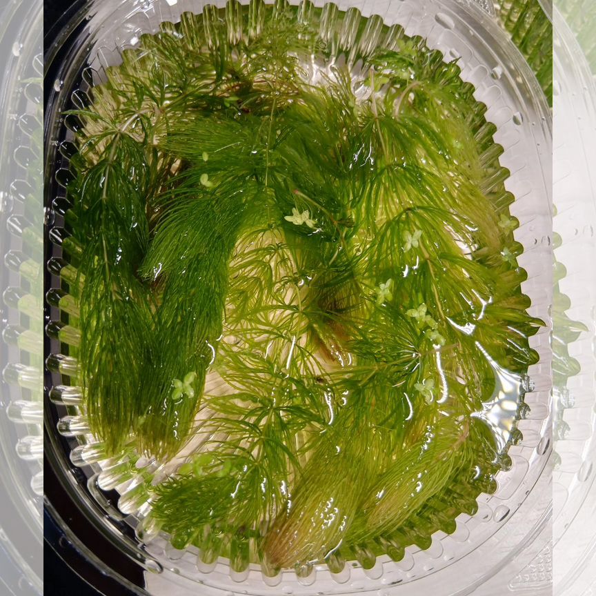 Роголистник в аквариум