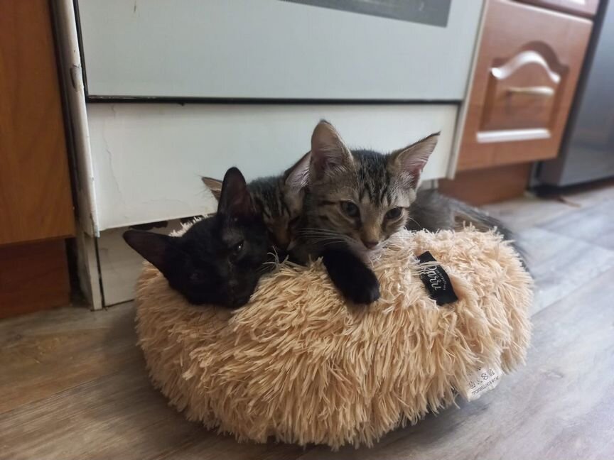 Котята в добрые руки бесплатно