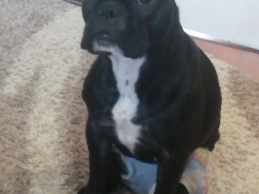 Французский бульдог девочка вязка