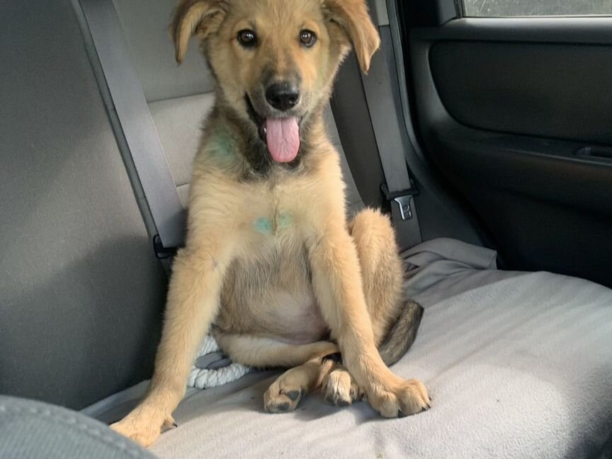 Щенок в добрые руки бесплатно