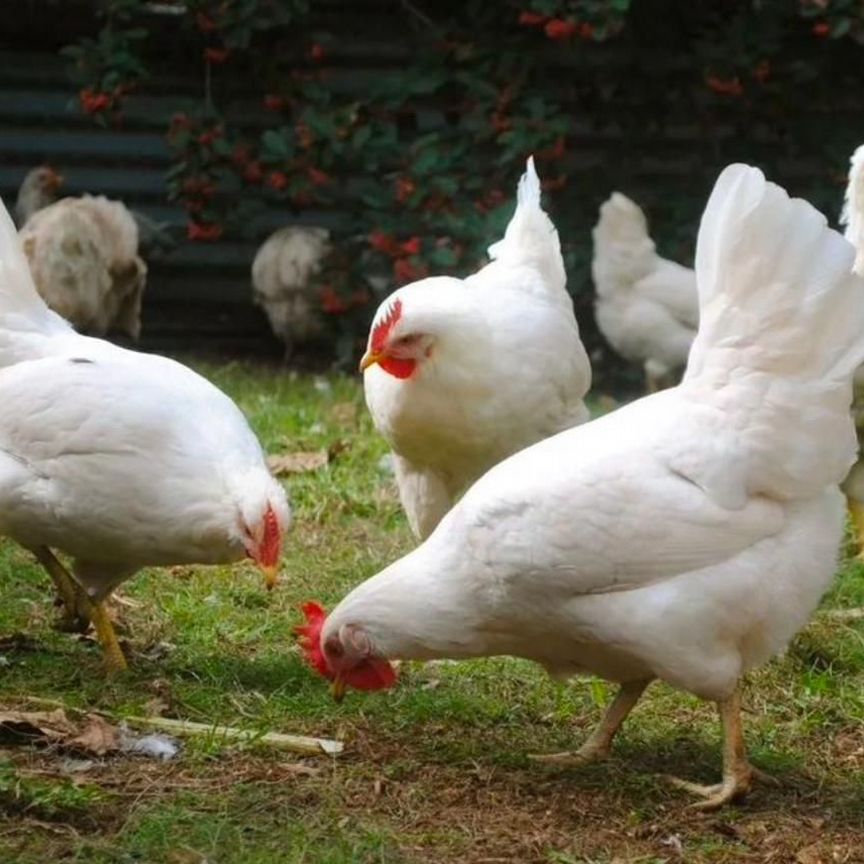 Несушки яйценоской породы