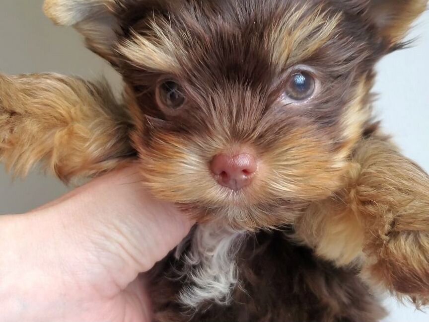 Мини мальчик шоколадный йорк