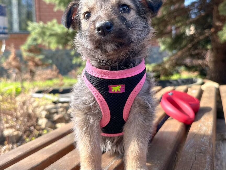 Щенок в поисках дома