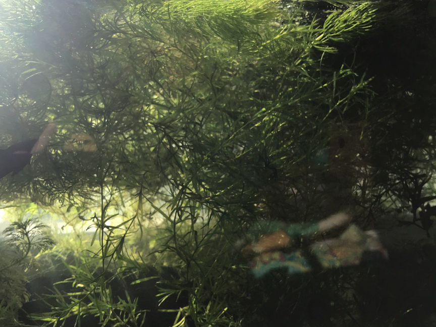 Аквариумные рыбки и растения