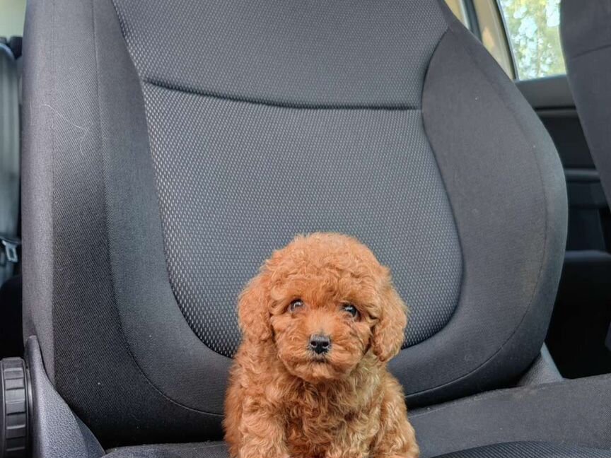 Той Пудель Рэд Браун