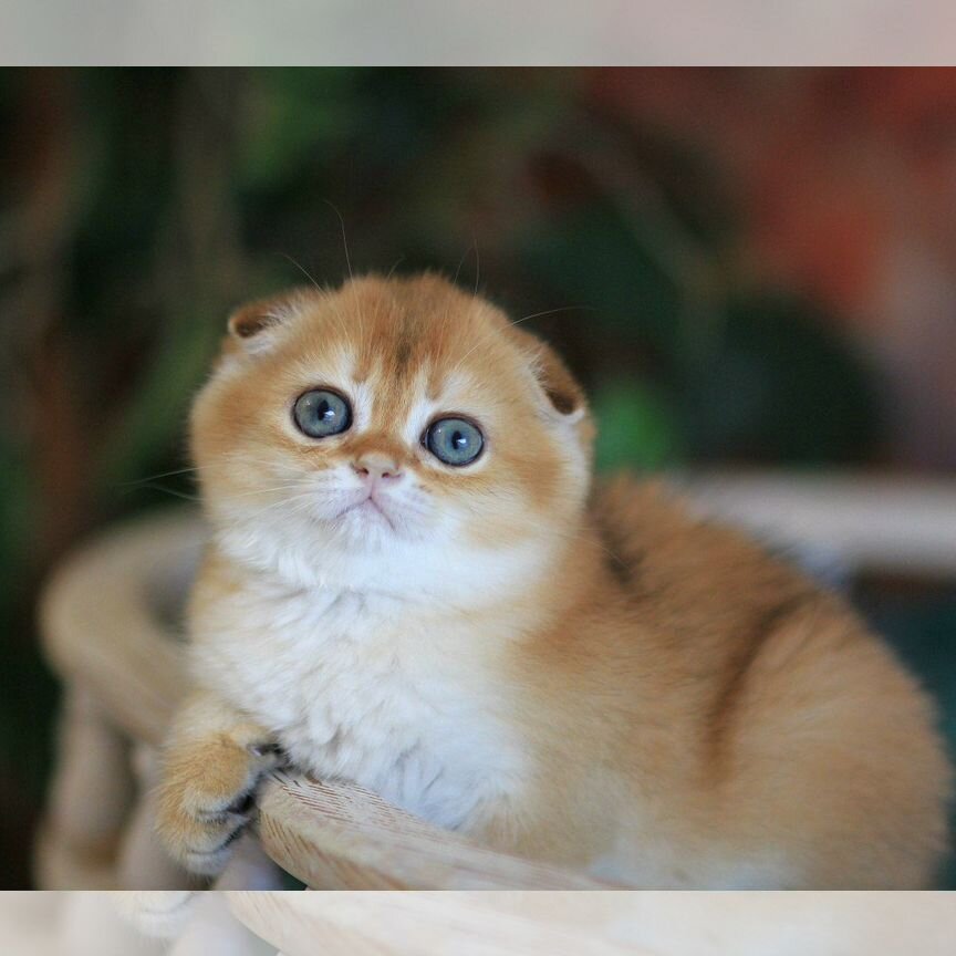 Шотландский вислоухий короткошёрстный котёнок