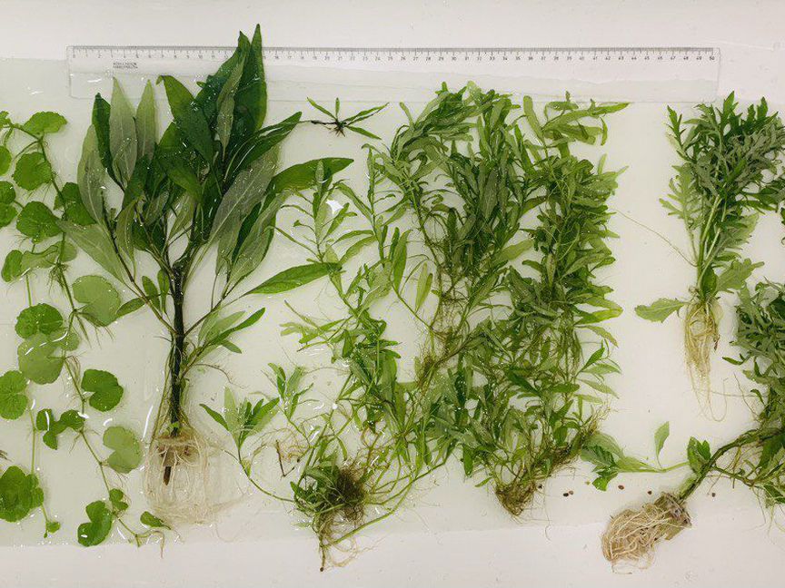 Аквариумные растения, прополка