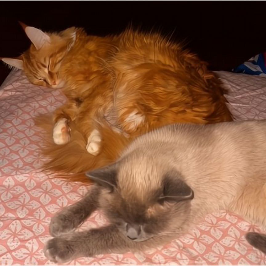 Сиамский котёнок