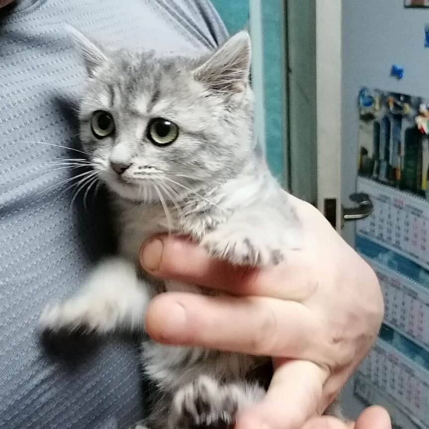 Котенок