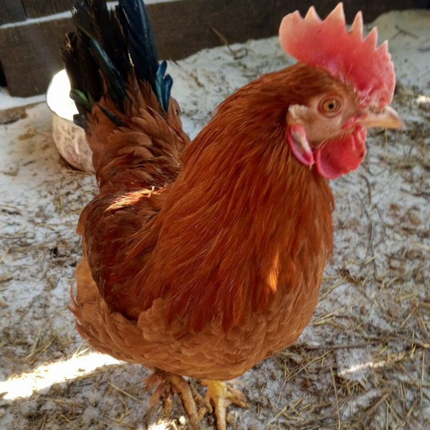 Петух месяцев