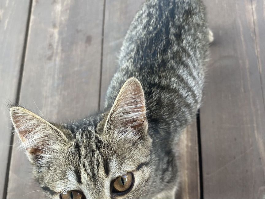 Котенок в добрые руки