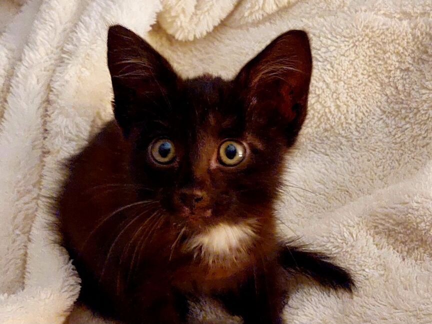 Черный котенок