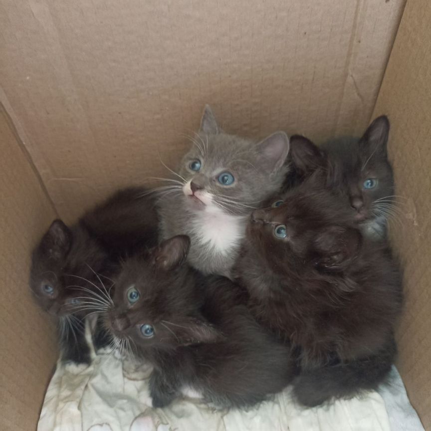 Отдам котят в добрые руки