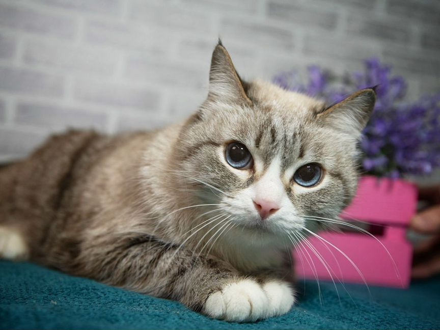 Голубоглазая кошка Лизок