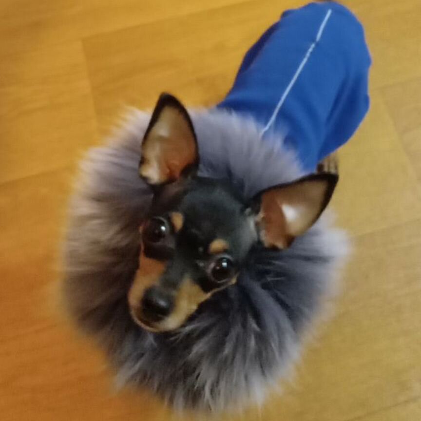 Маленькая собачка той теоьер