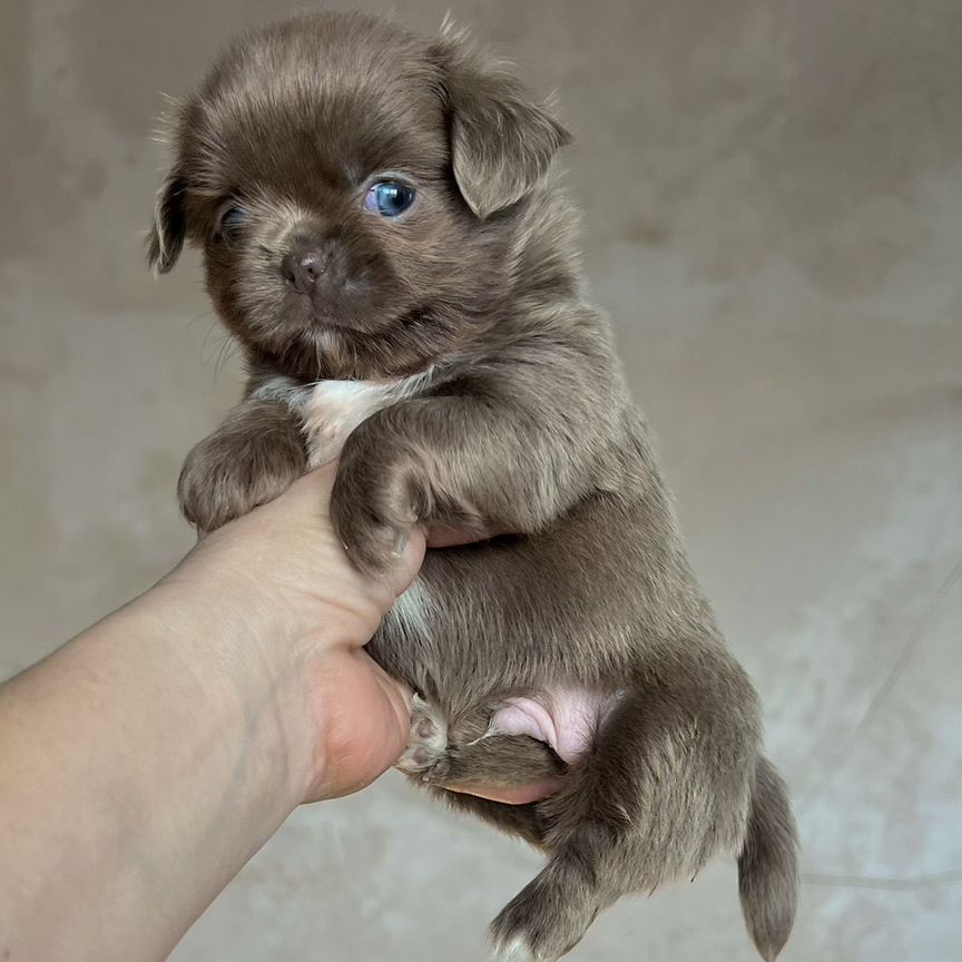 Лиловый курносик