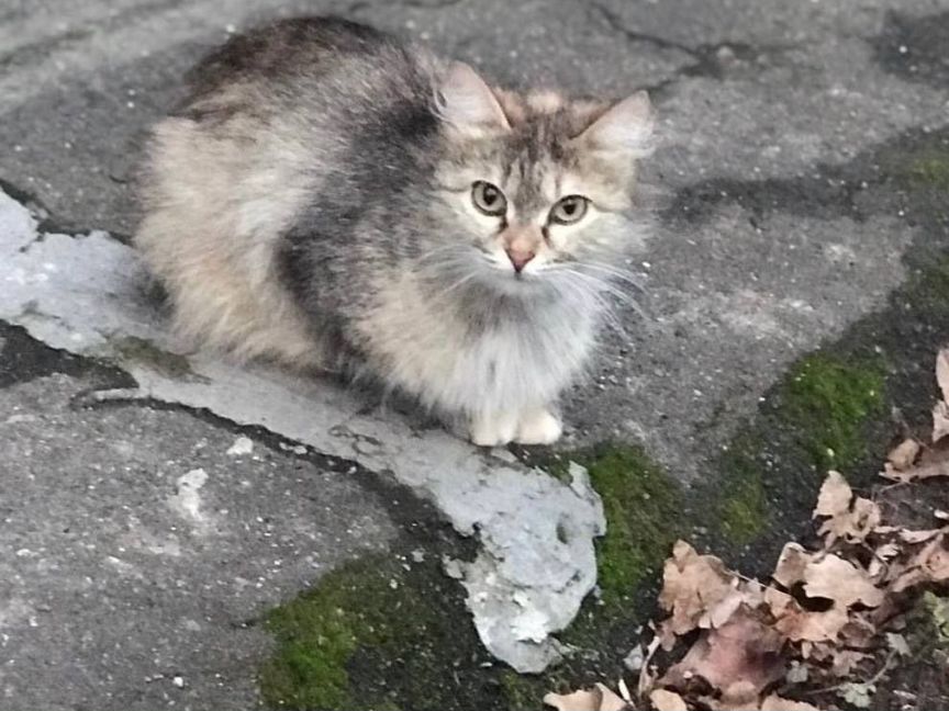 Кошка Ася в добрый руки