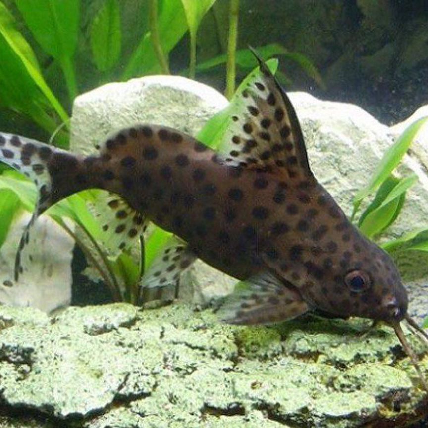 Синадонтис