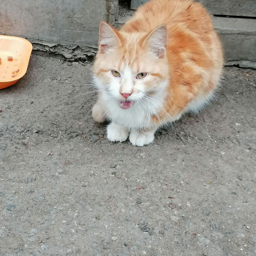 Рыжий Котенок мальчик 4 месяца