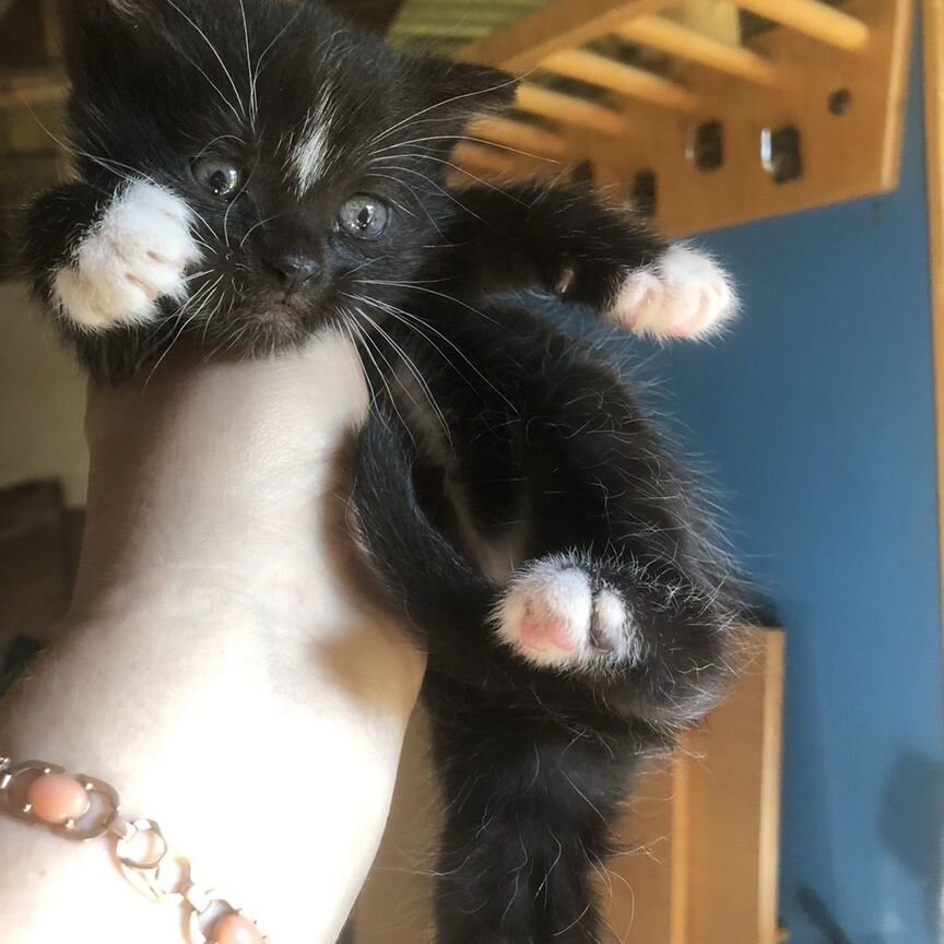 Котенок