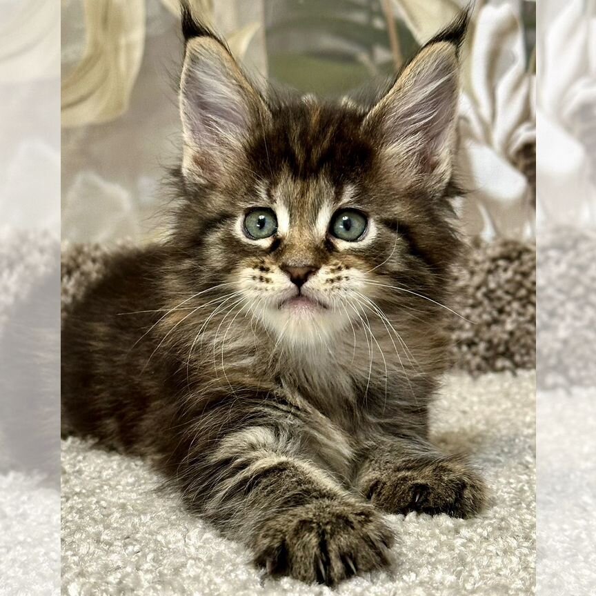 Мейн-кун котёнок