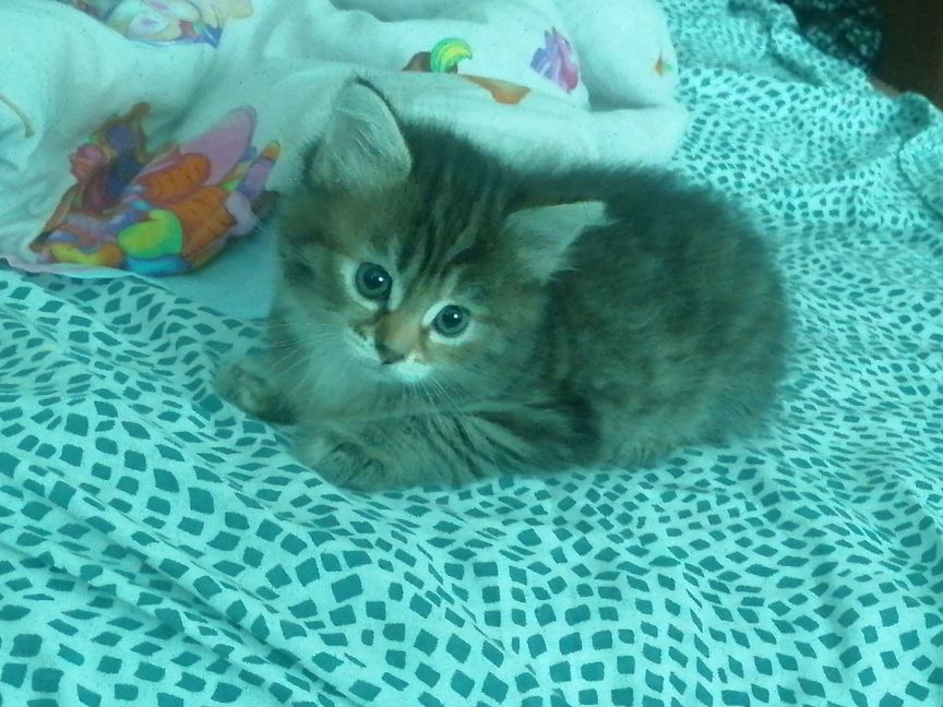 Кошка в дар бесплатно