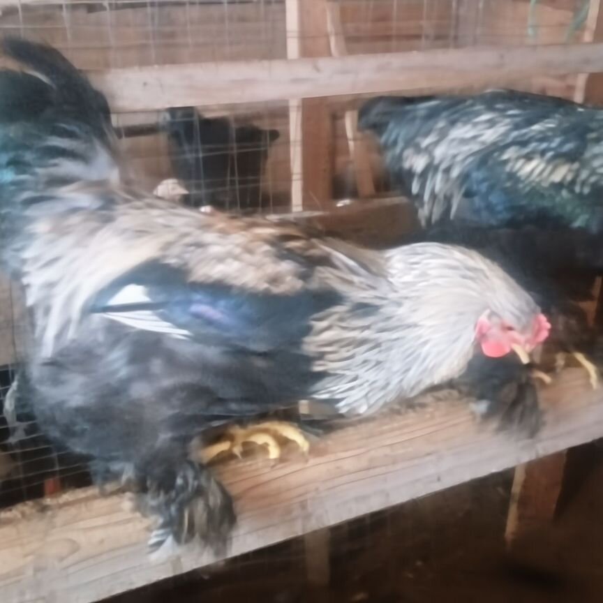 Куры и петухи брама