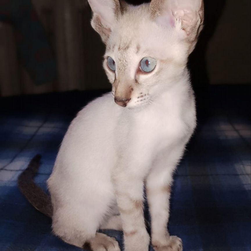 Ориентальные котята