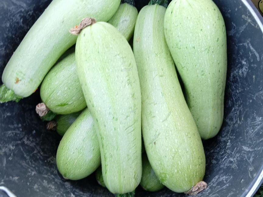 Кабачки на корм