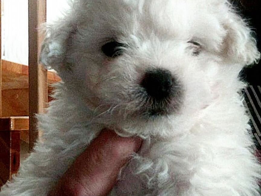 Бишон-мини, щенки