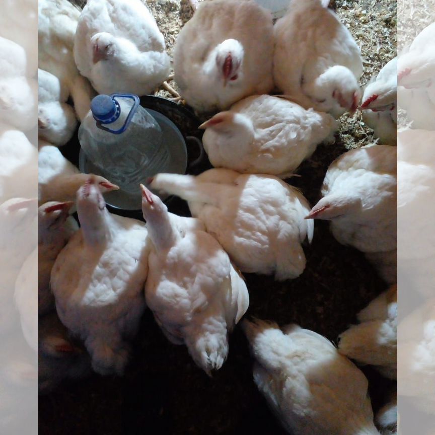 Бройлеры живым весом