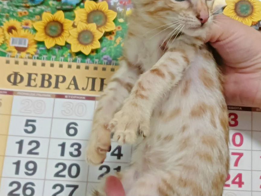 Ориентальная девочка