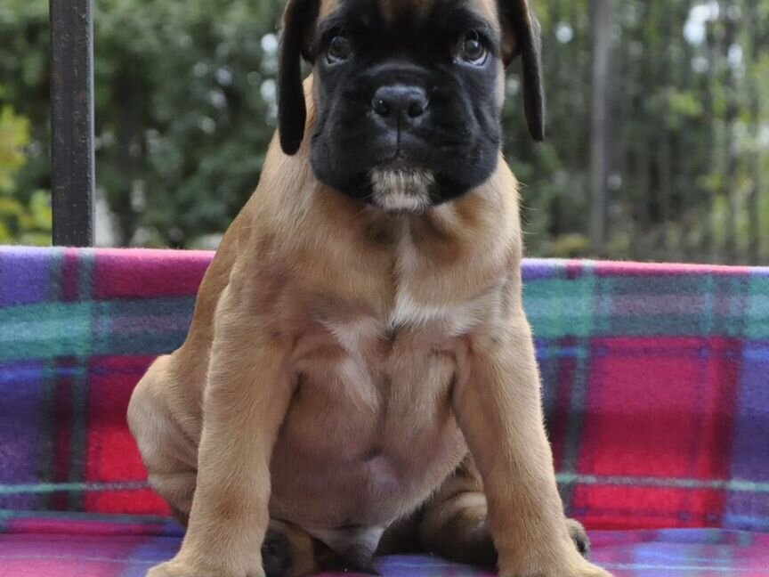 Боксер мальчик