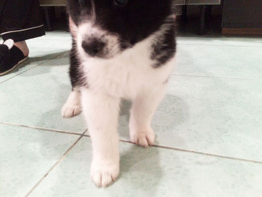 Собака в добрые руки отдам бесплатно