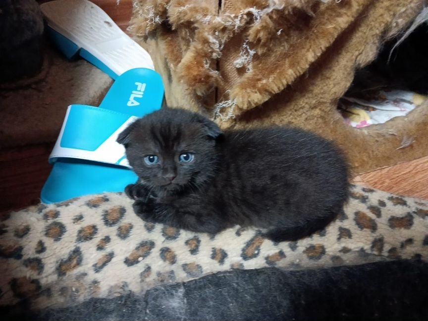 Котик Шотландский вислоухий