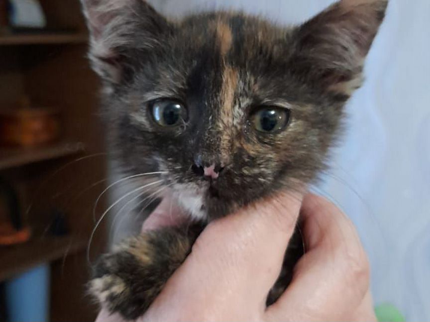 Котенок черепашонок очень нужен дом