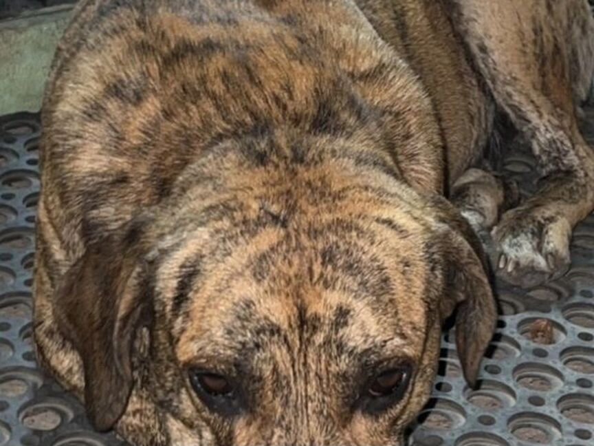 Собака в добрые руки