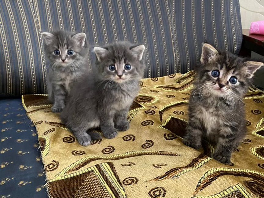 Отдам котят)