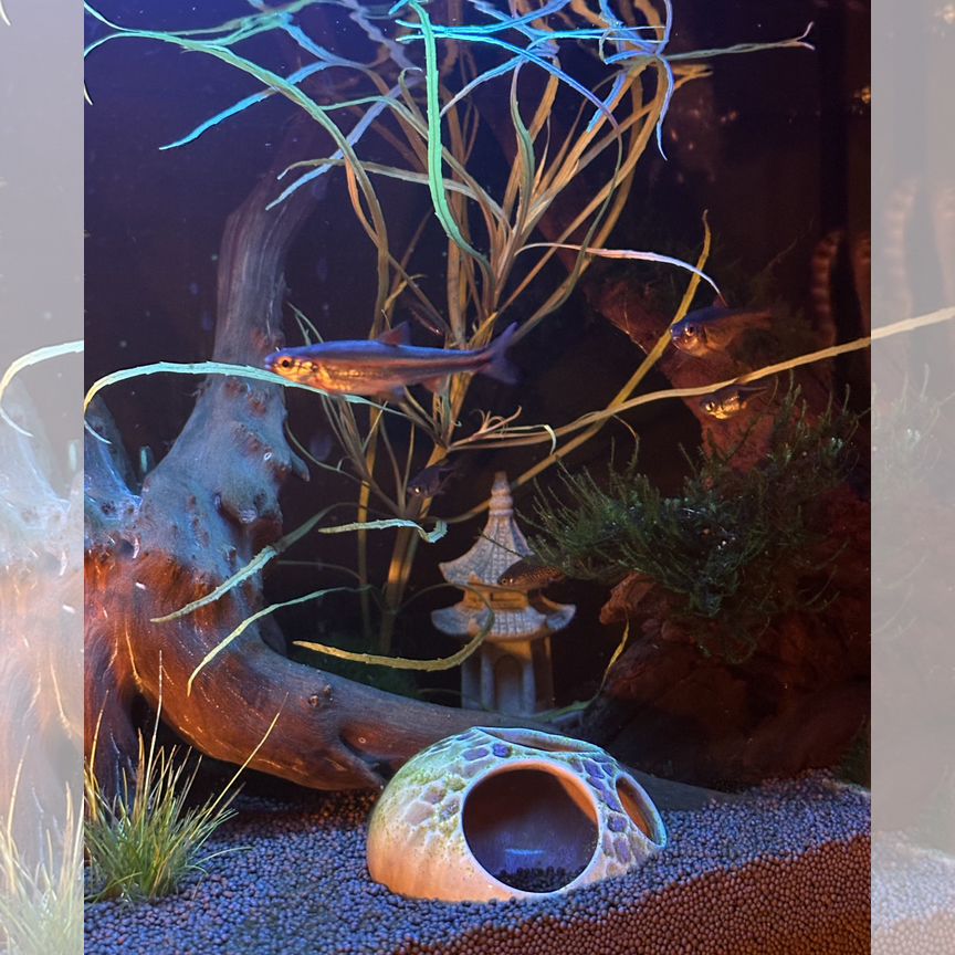 Расбора краснолинейная, аквариумные рыбки