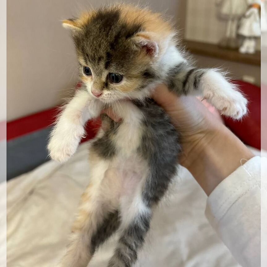 Отдам котенка в добрые руки. Трехшерстный