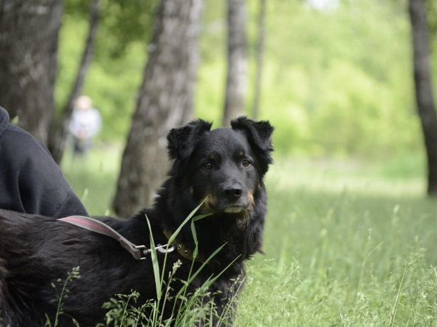 Добрейший мальчик Микки ищет добрые ручки