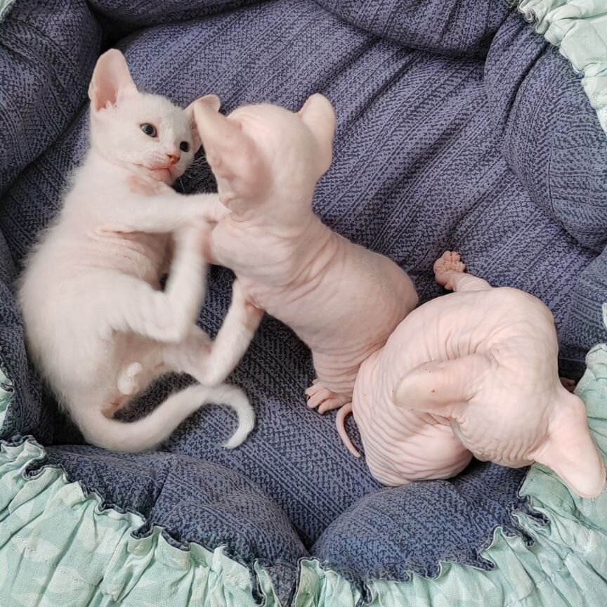 Котята сфинкс